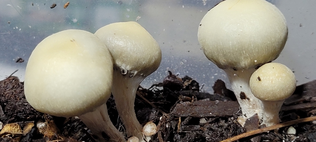 Psilocybe weraroa from Mexico on January 19, 2022 at 08:21 PM by ...
