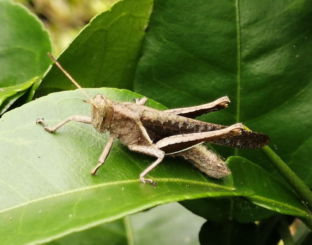 Abracris flavolineata from 01830, Perú on March 10, 2022 at 04:04 PM by ...