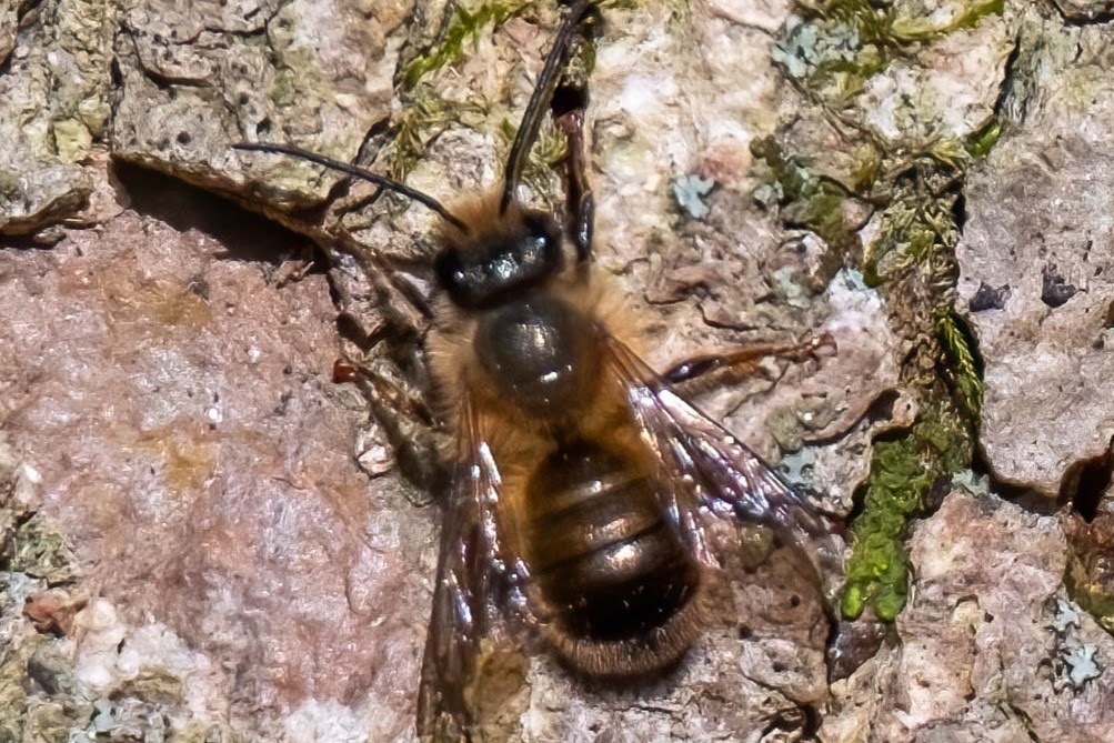 Taurus Mason Bee from Raleigh, NC, US on March 11, 2022 at 04:08 PM by ...