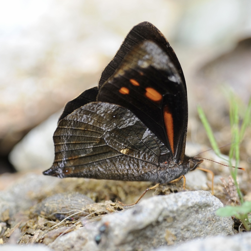 Corades medeba medeba from Mandor, Cuzco, PE on December 03, 2021 at 12 ...