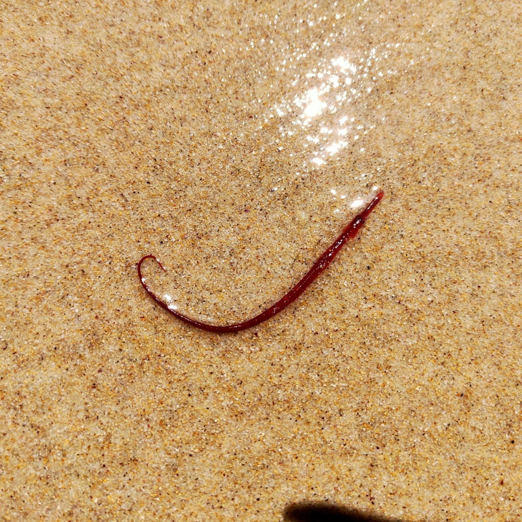 Red Wide-bodied Pipefish from Bawley Point on March 11, 2022 at 12:32 ...