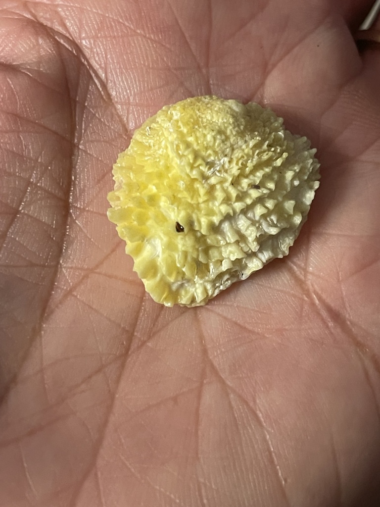 Leafy Jewel Box from Siesta Key, Sarasota, FL, US on March 11, 2022 at ...