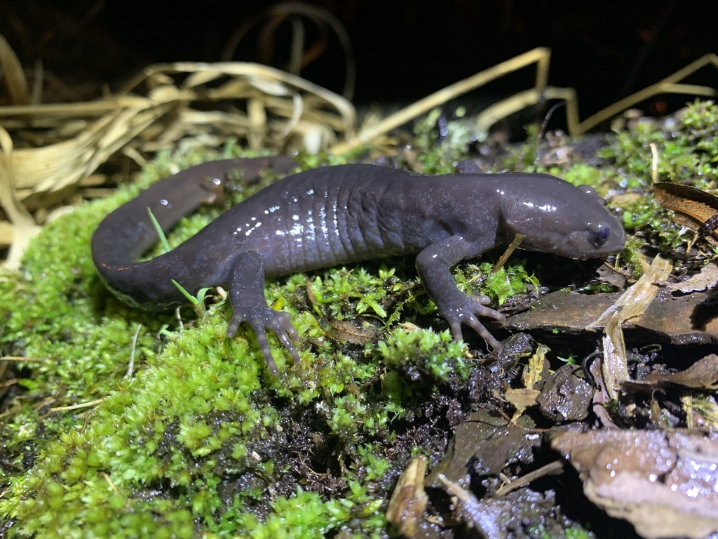 Jefferson Salamander in March 2022 by Kyle Klotz · iNaturalist