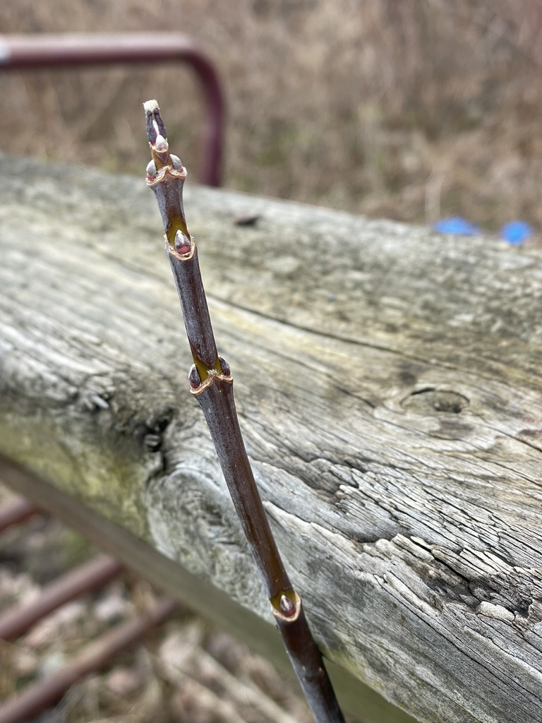 box elder from Maple Rd, Clay, NY, US on March 11, 2022 at 03:50 PM by ...