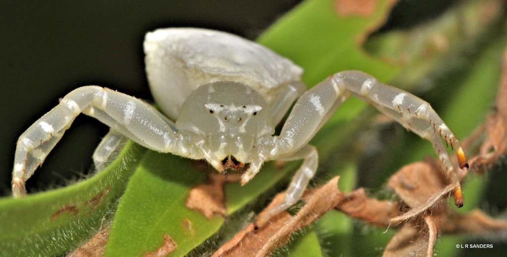 Spectacular Crab Spider from Emerald QLD 4720, Australia on March 12 ...