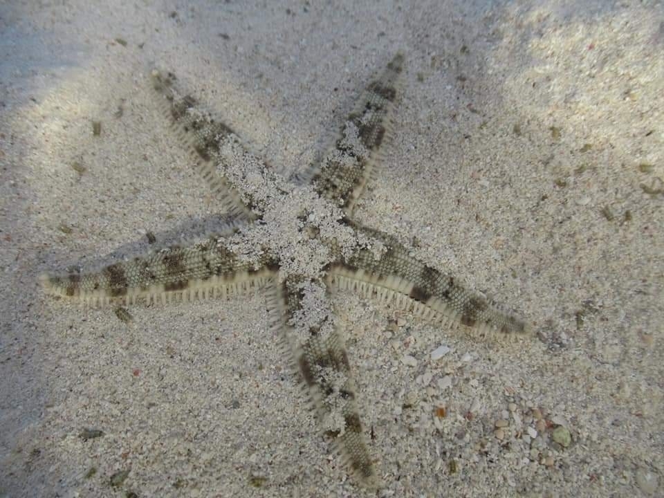 Indo-Pacific Sand Star from Unnamed Road, Watumbaka, Pandawai, East ...