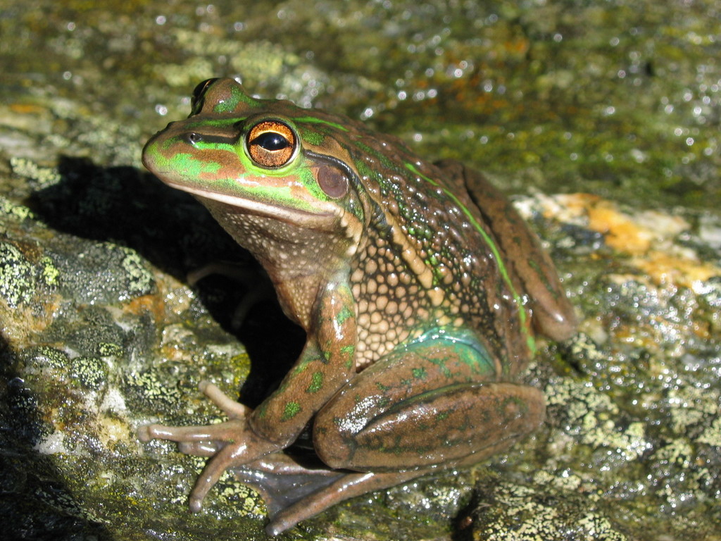 Southern Bell Frog from Butchers Gully, Alexandra, New Zealand on ...