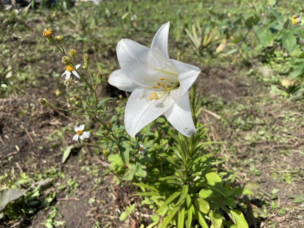 Lilium longiflorum scabrum from 蘭嶼, 蘭嶼鄉, TW on March 12, 2022 at 01:53 ...