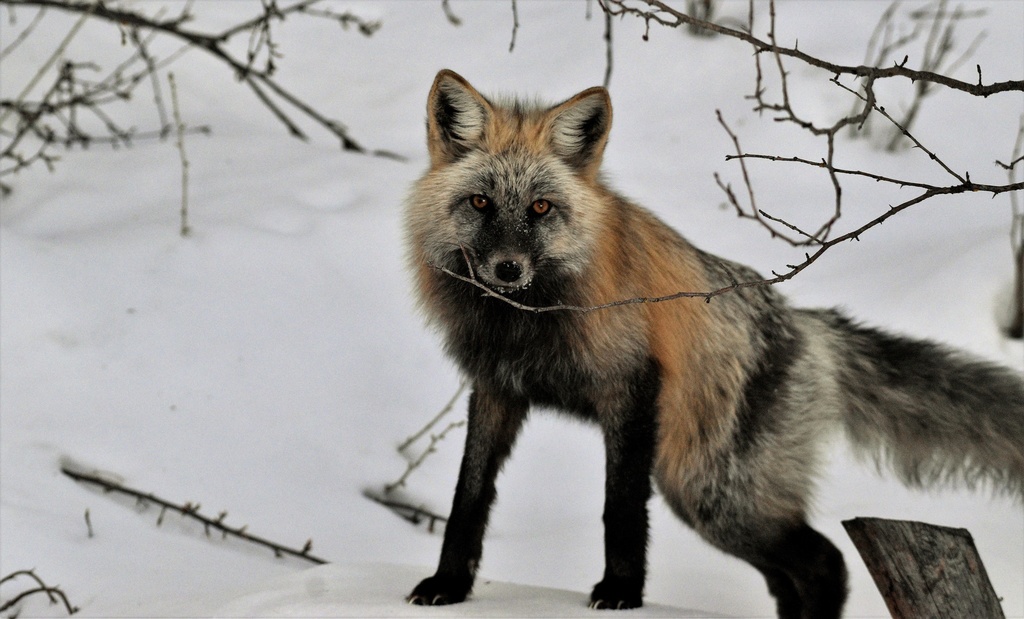 Red Fox from N Davis Ave, McCall, ID, US on March 10, 2022 at 05:28 PM ...