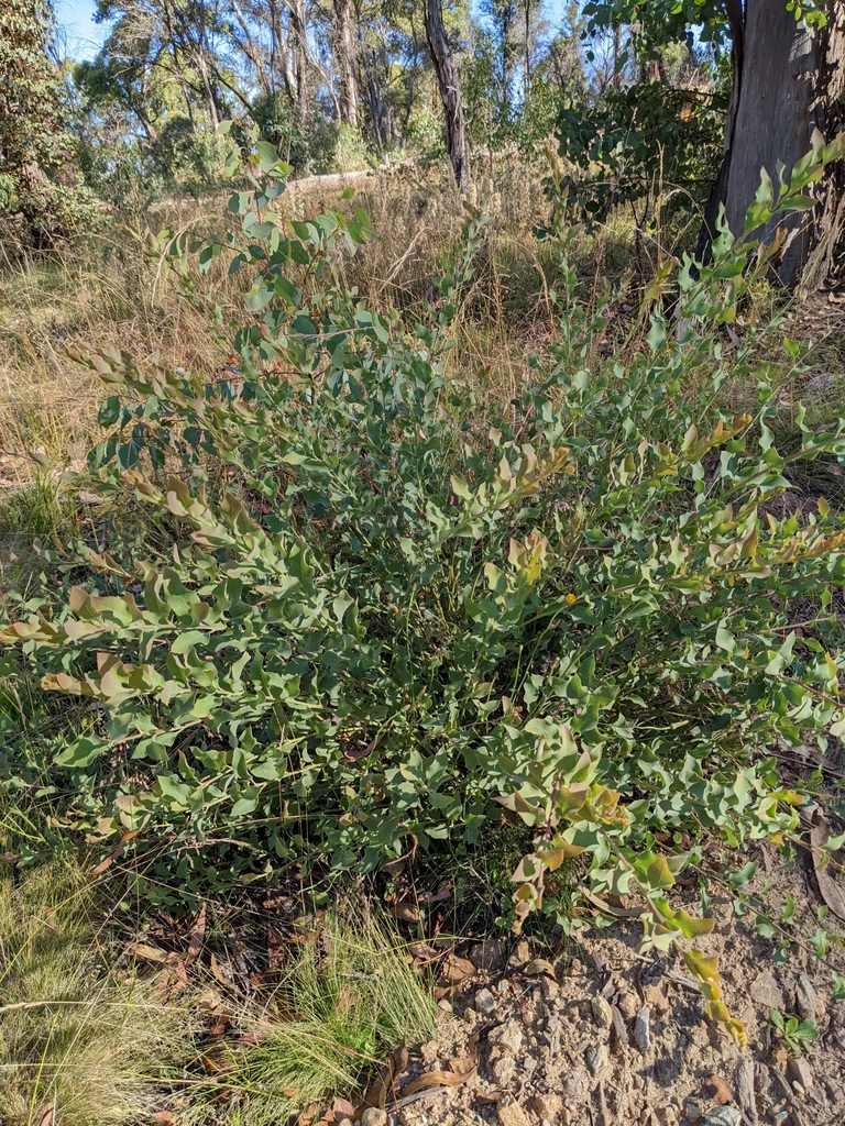 hop bitter-pea from Paddys River NSW 2653, Australia on February 11 ...