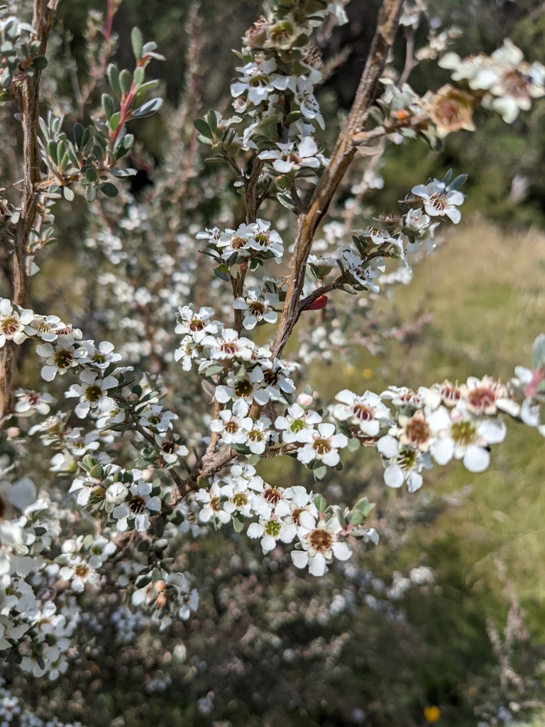Tea Trees from Paddys River NSW 2653, Australia on February 11, 2022 at ...