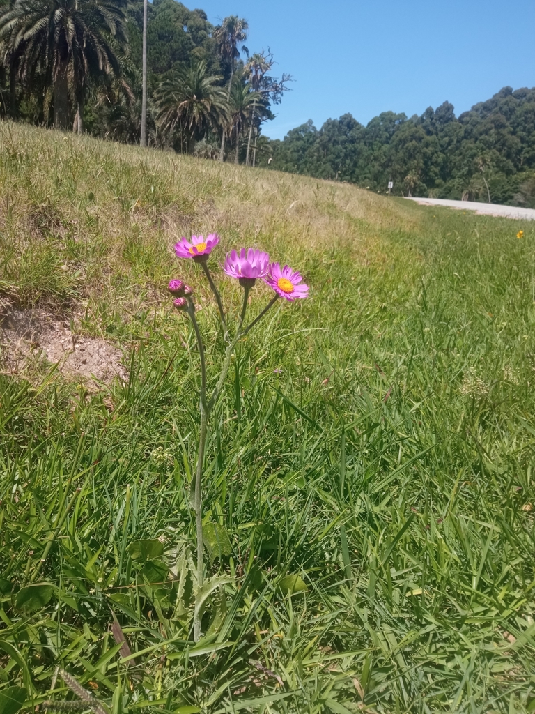 Senecio pulcher from 27100 Departamento de Rocha, Uruguay on December ...