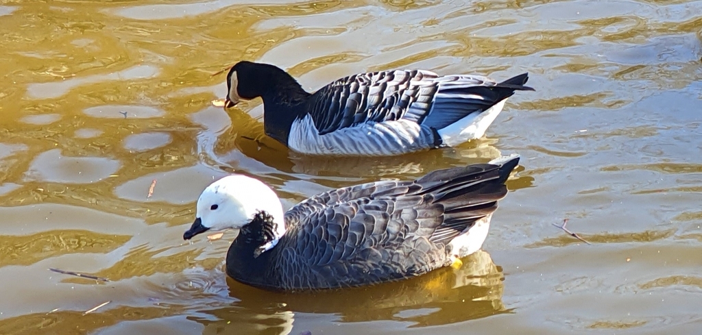 Black Geese × Grey Geese from 4400 Kalundborg, Danmark on March 12 ...