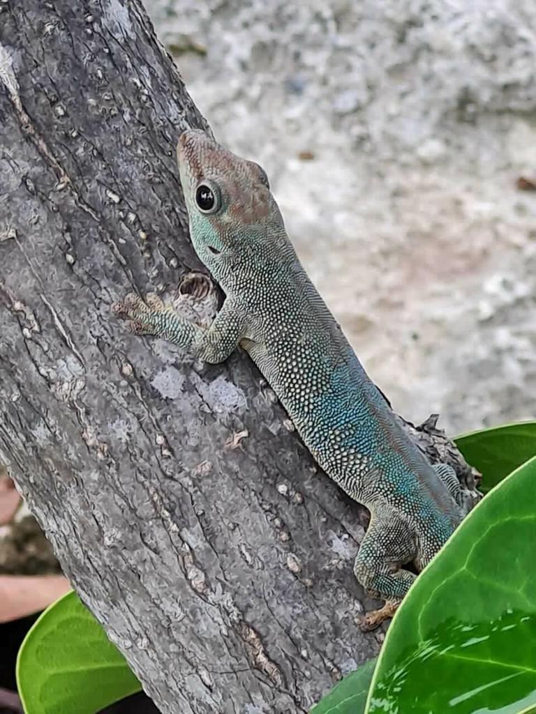 Assumption Island day gecko from Île de l'Assomption, Seychelles on ...