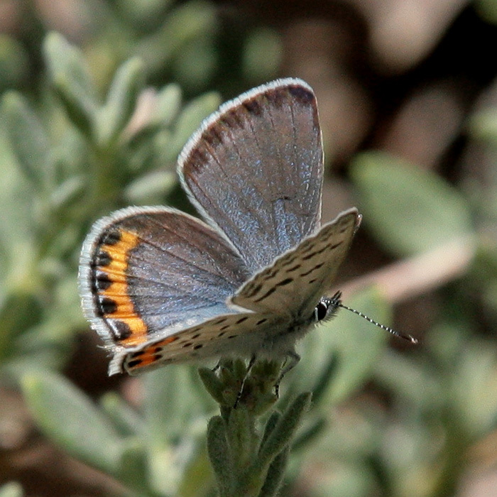 Acmon Blue (More Mesa Insect Guide) · iNaturalist