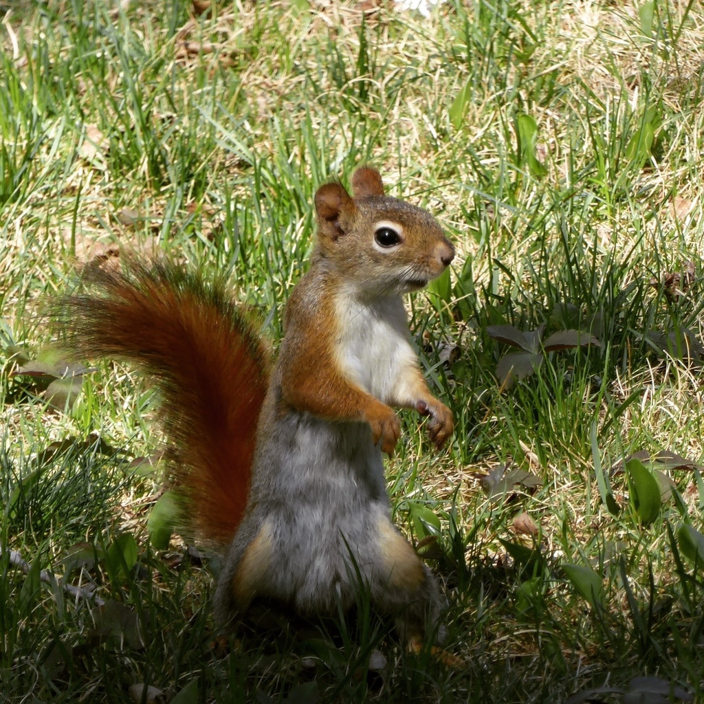 American Red Squirrel from 6899 E County Road M, Gordon, WI, US on May ...