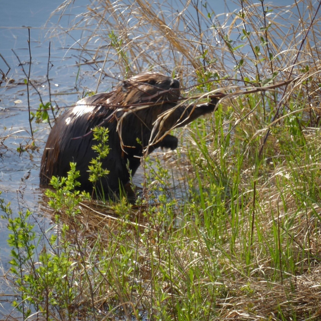 American Beaver from 6899 E County Road M, Gordon, WI, US on May 17 ...