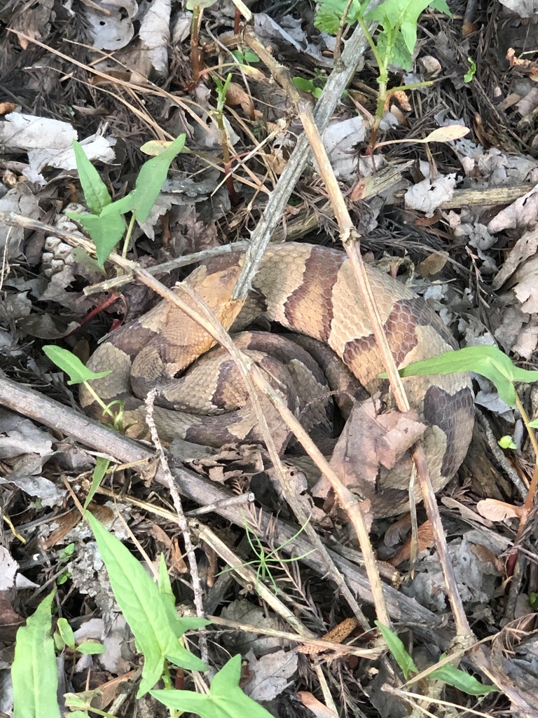 Eastern Copperhead in May 2020 by Michael Clifford · iNaturalist
