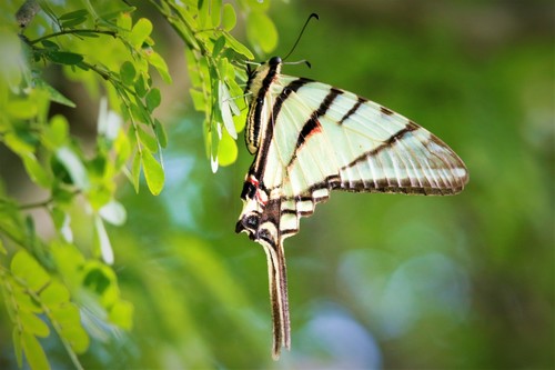Short-lined Kite Swallowtail (Eurytides agesilaus) · iNaturalist