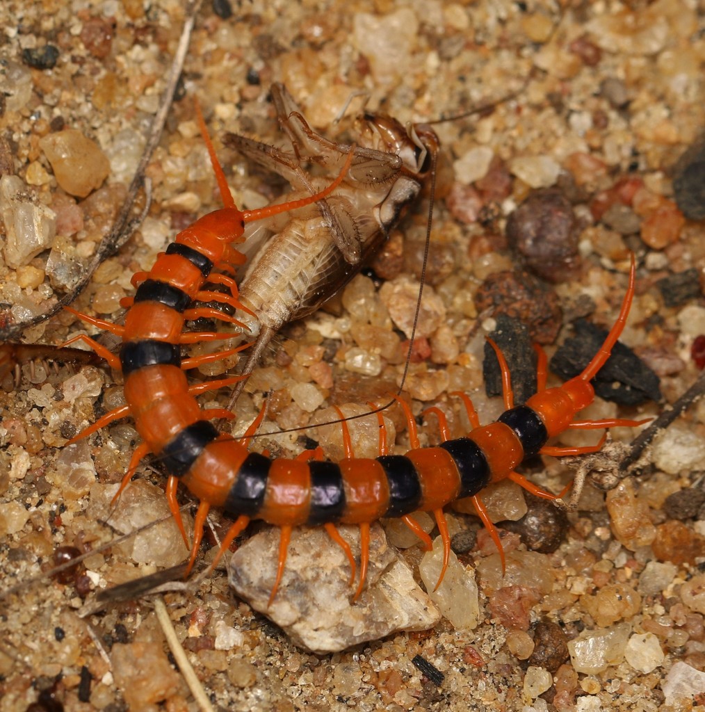 Indian Tiger Centipede from Mannar, Sri Lanka on March 12, 2022 at 04: ...
