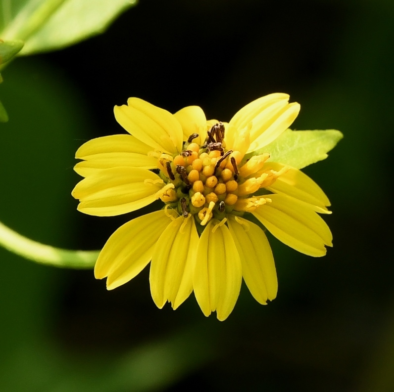 sea daisy from Mannar, Sri Lanka on March 11, 2022 at 03:03 PM by Nuwan ...
