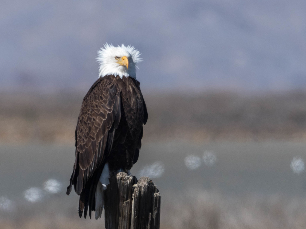Bald Eagle from Corinne, Utah, United States on March 10, 2022 at 03:22 ...