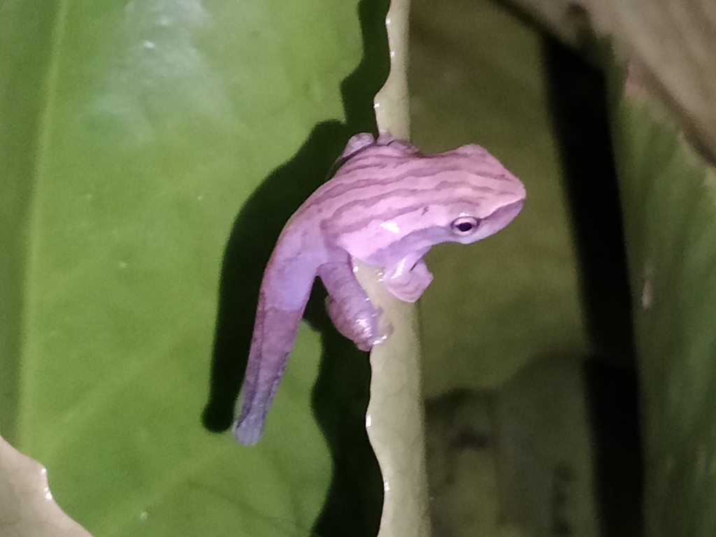 Common Southeast Asian Tree Frog from Unnamed Road ตำบล สะพลี อำเภอ ...
