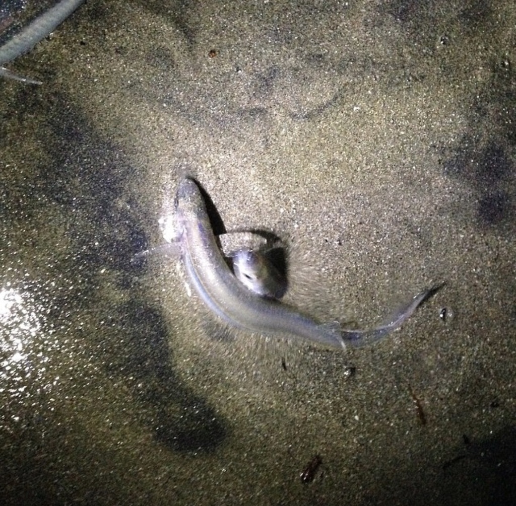 California Grunion from Ocean Beach Park, San Diego, CA, US on May 17, 2018 at 01:50 PM by ...