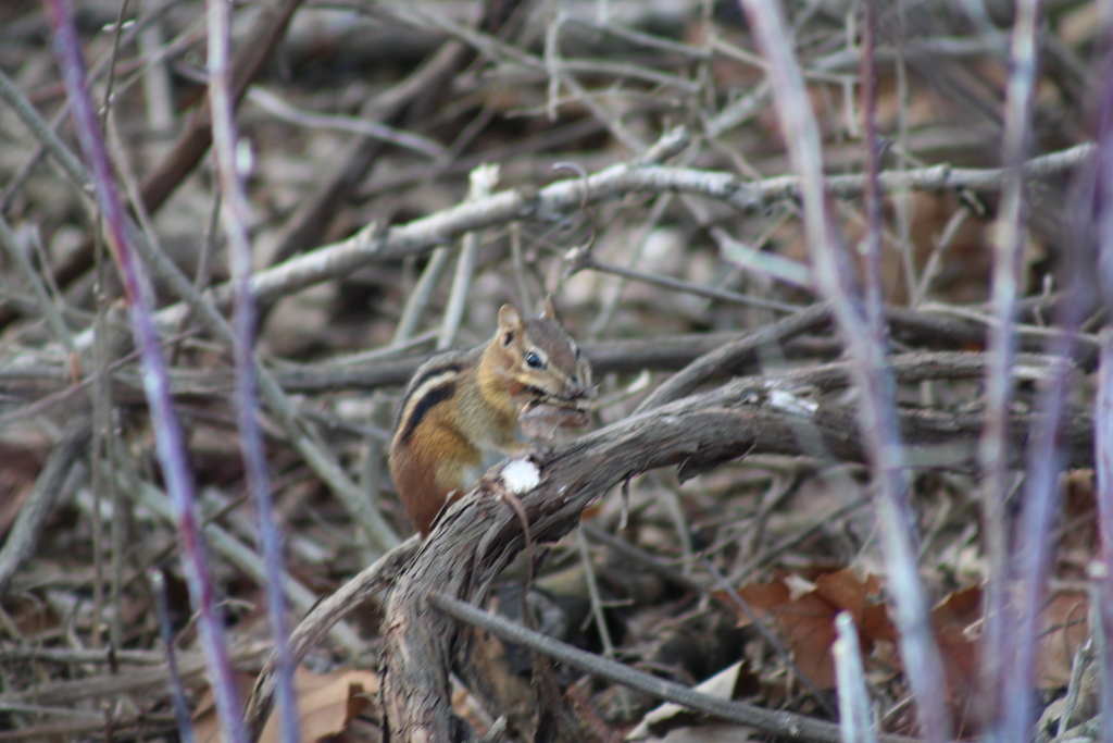 Eastern Chipmunk from 6911 Cleveland Ave, Westerville, OH 43081, USA on ...