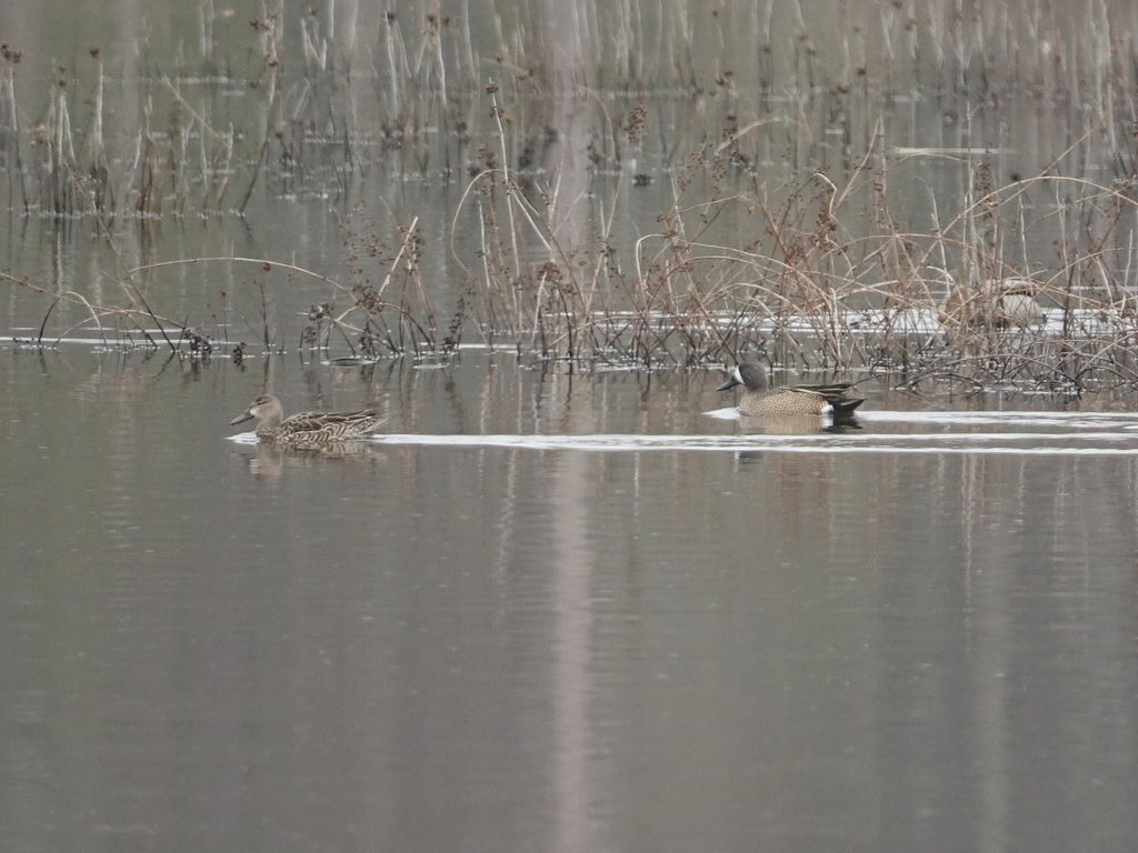 Blue-winged Teal from North Point State Park, MD on February 24, 2022 ...