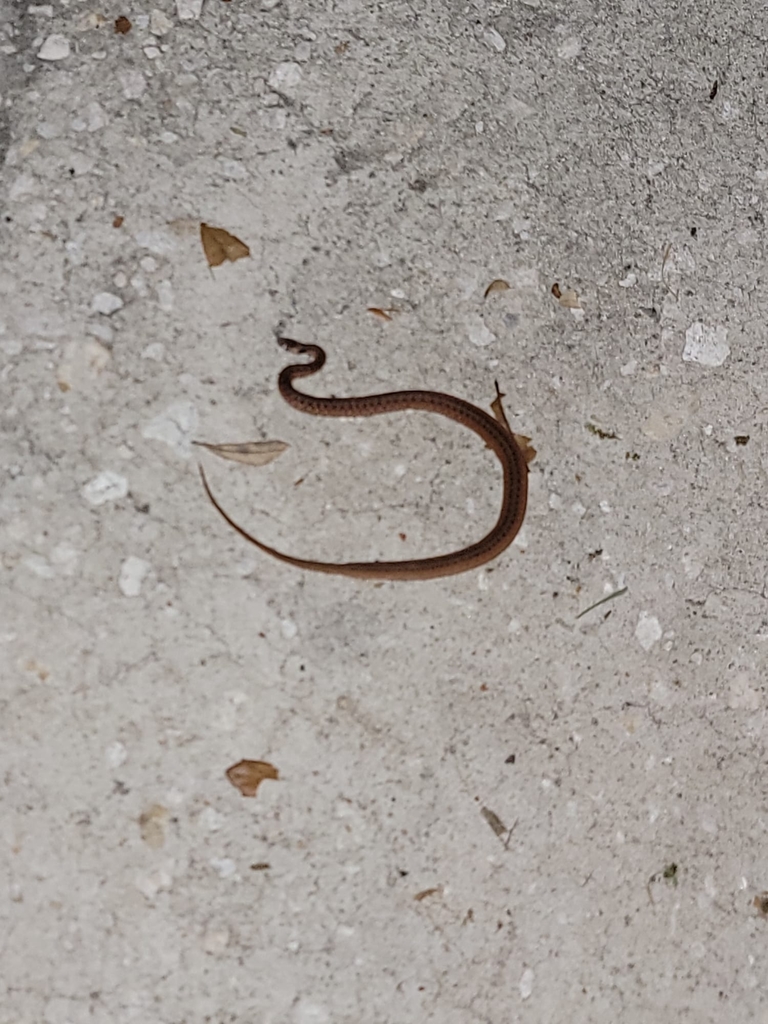 Florida Brownsnake in March 2022 by Nicole Funk · iNaturalist