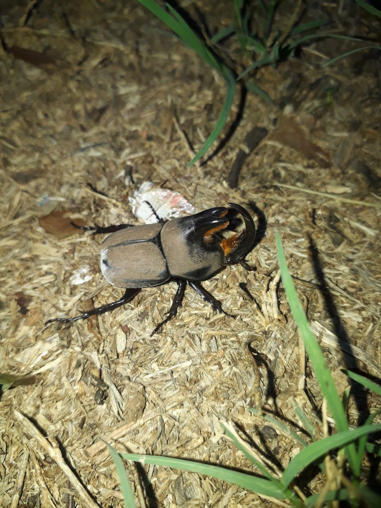 Diloboderus abderus from Col. Santa Rosa, Corrientes, Argentina on ...