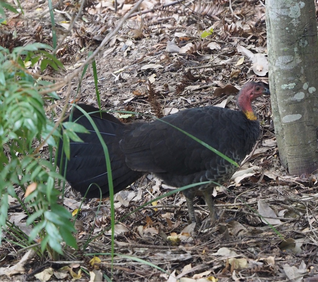 Australian Brushturkey in May 2018 by lync. Habitat - Peri-urban How ...