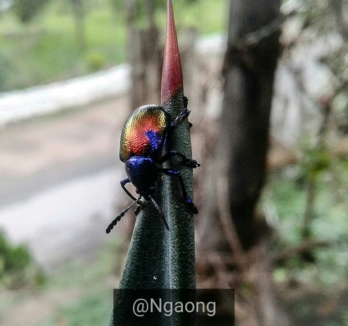 Platycorynus pyrophorus · iNaturalist