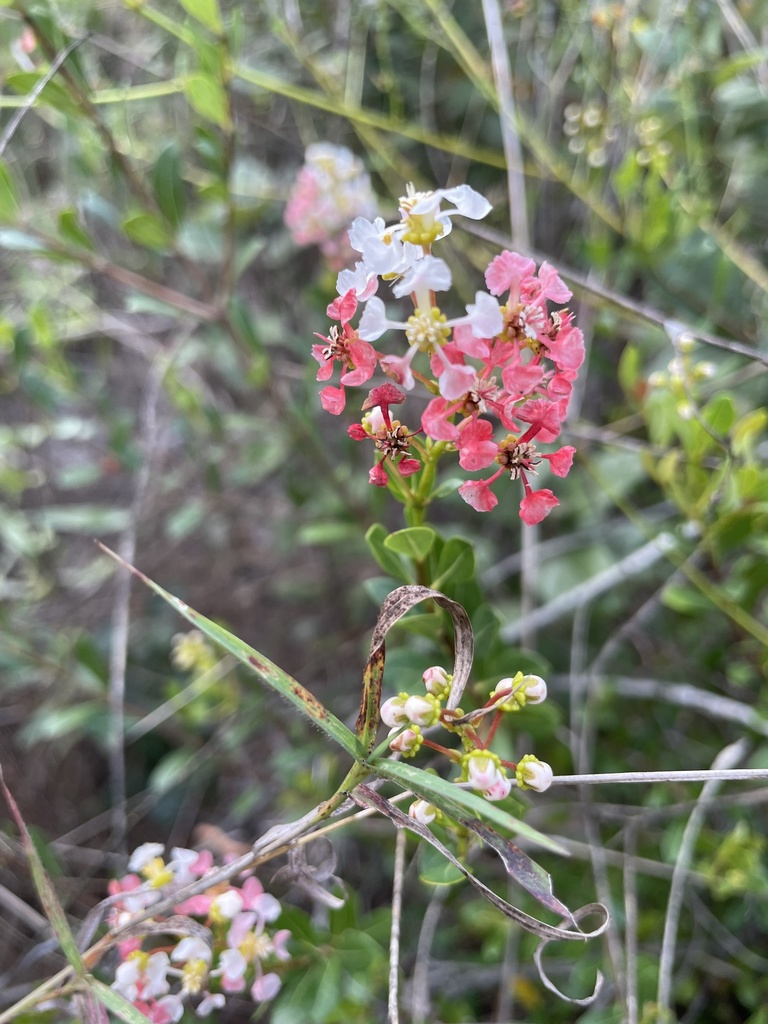Locustberry from Everglades National Park, Homestead, FL, US on March ...