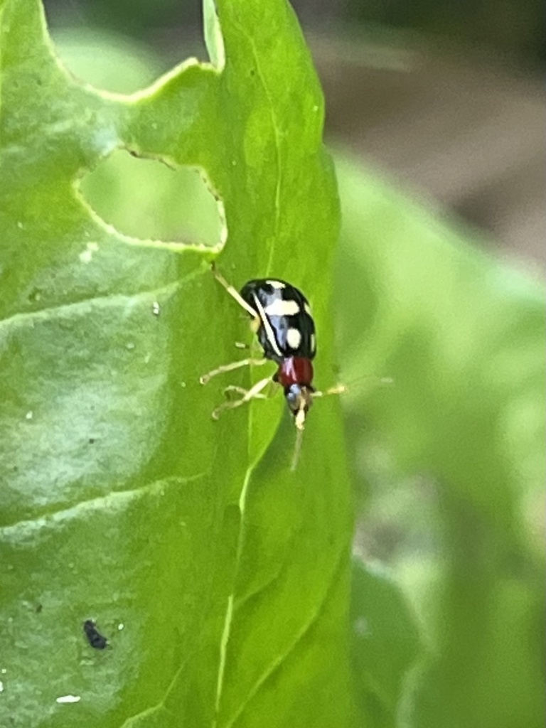 Cerotoma ruficornis rogersi from Centro Agronómico Tropical de ...