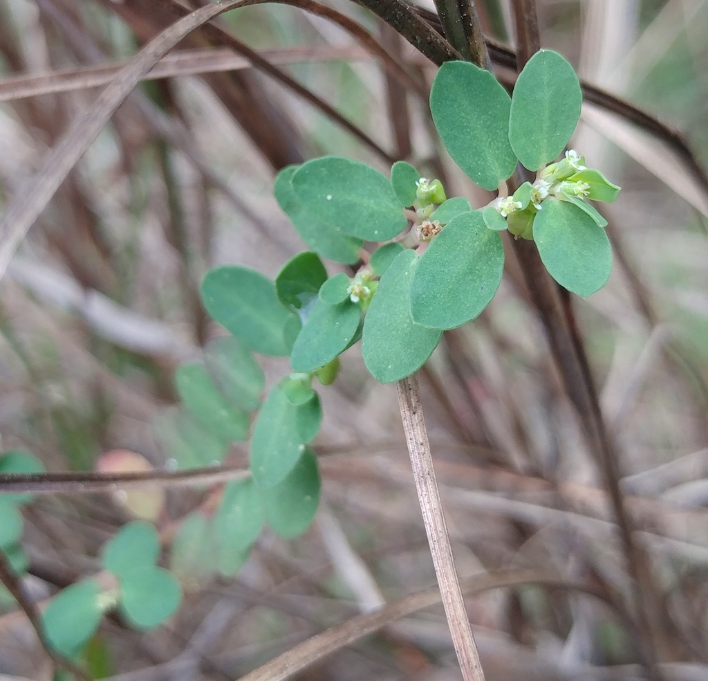 limestone sandmat from West Palm Beach, FL 33413, USA on March 12, 2022 ...