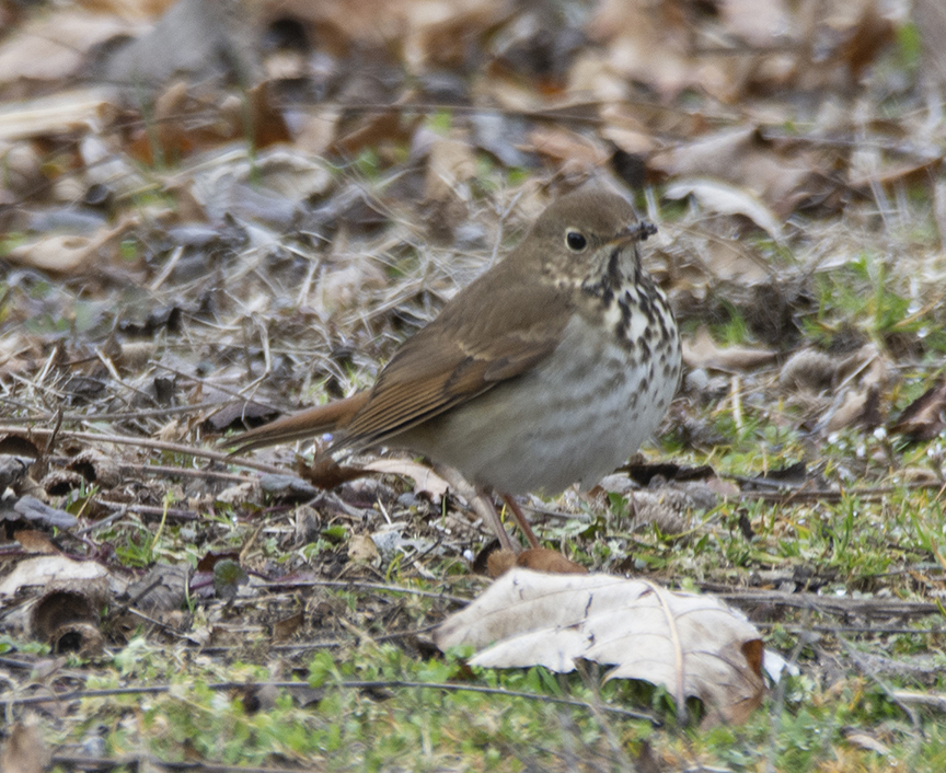 Hermit Thrush from Wayne Lakes, OH 45331, USA on March 12, 2022 by Chad ...