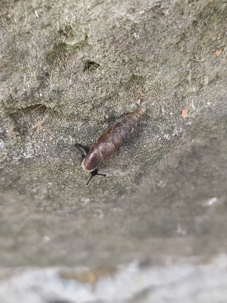 Euphaedusa aculus from 中国安徽省合肥市包河区 on March 12, 2022 by 小果娭毑 · iNaturalist