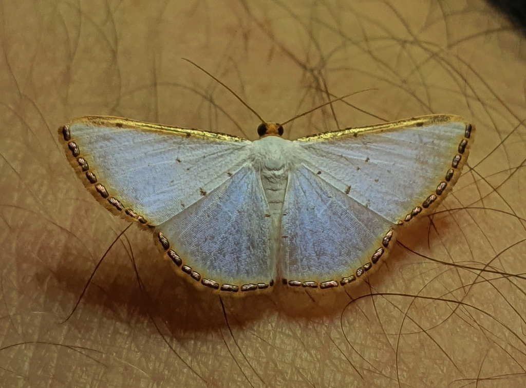 Leuciris from Ne - B, Alta Floresta - MT, 78580-000, Brasil on June 11 ...