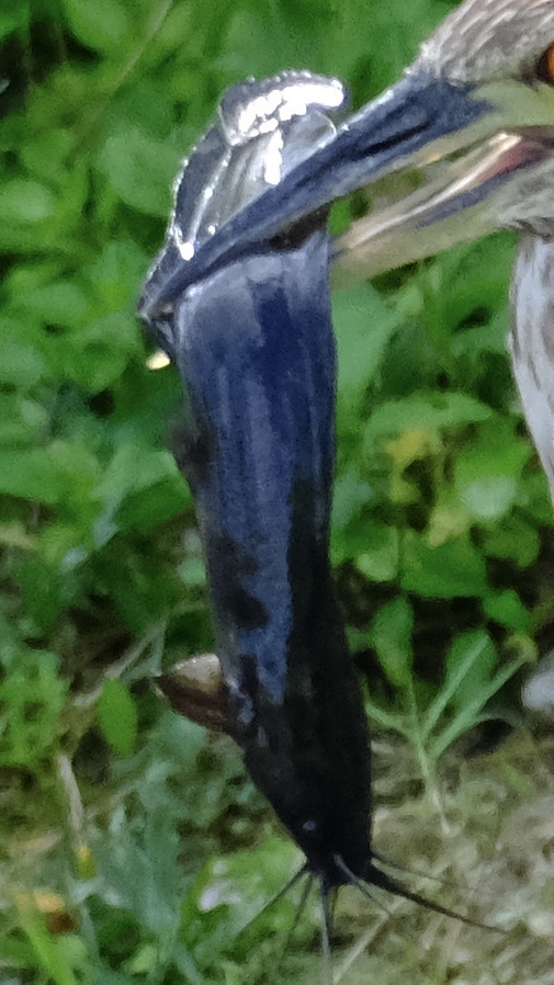 Walking Catfish from Oasis Ranger Station-U S Government Airport ...