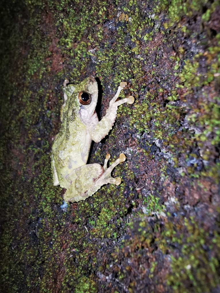 Eiffinger's Tree Frog from 264台灣宜蘭縣員山鄉湖西村 on March 12, 2022 at 09:41 PM ...