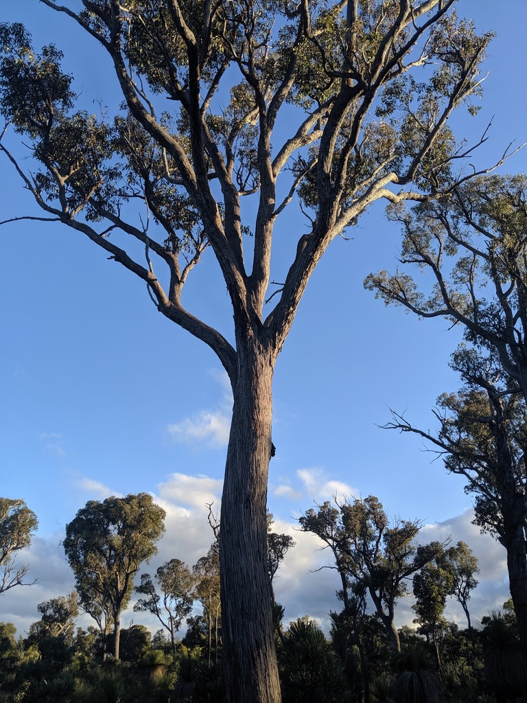 Jarrah from Yourdamung Lake WA 6225, Australia on September 11, 2019 at ...