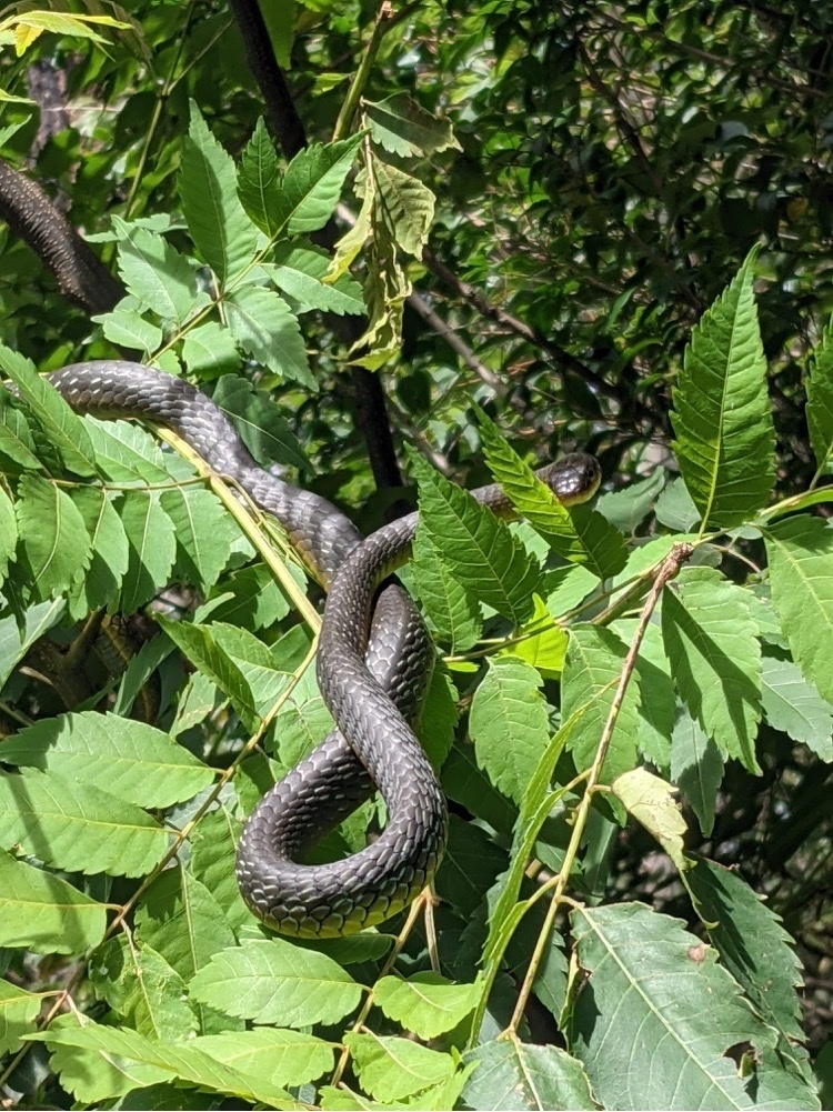 Common Tree Snake from Wamberal Lagoon Nature Reserve, Wamberal, NSW ...
