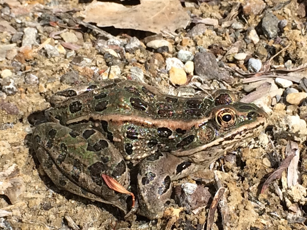 Northern Leopard Frog Baby