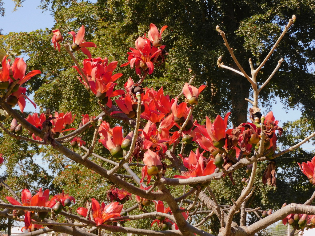 Red Silk Cotton Tree from Av, Calz de las Americas Nte No 2131 ...