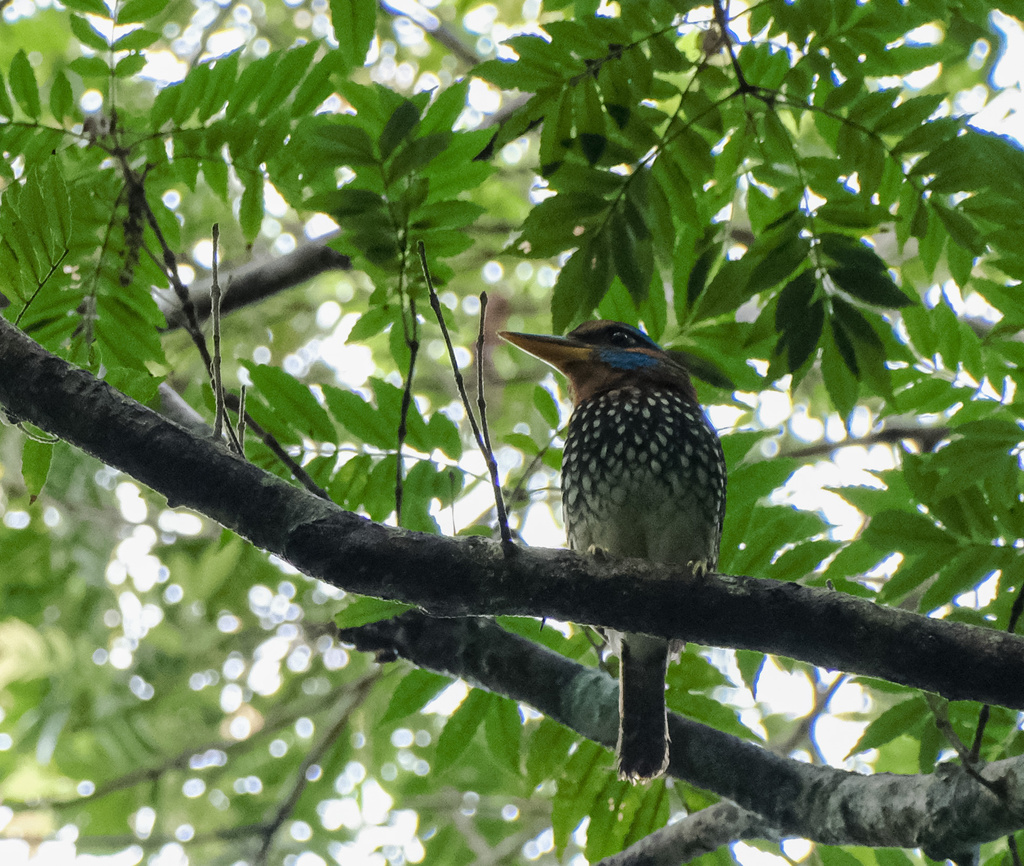 Spotted Kingfisher from Luzon, Bulusan, Sorsogon, PH on March 13, 2022 ...