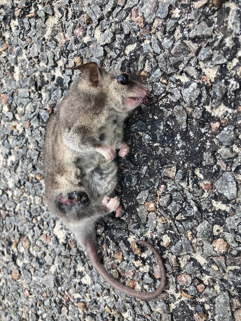 Eastern Pygmy Possum from Ku-Ring-Gai Chase National Park, Mount Colah ...