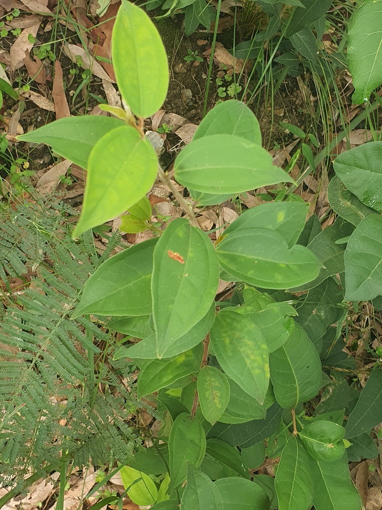 Myrtle Rust from Murramarang, Eurobodalla, New South Wales, Australia ...