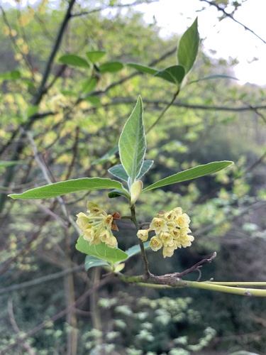 Lindera reflexa · iNaturalist